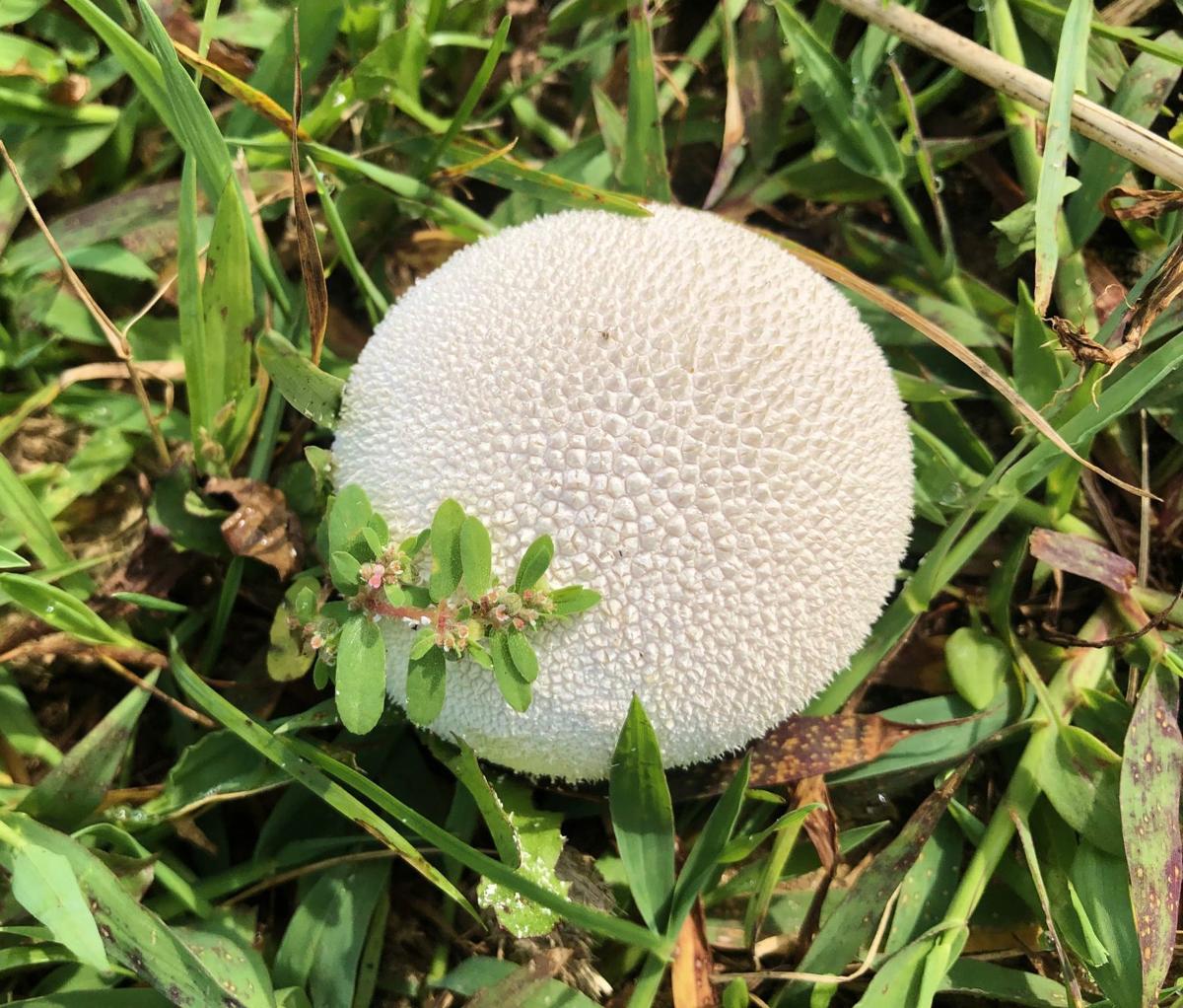 Foraging for fall fungi can be a real kick | Back Home by Chris Hardie