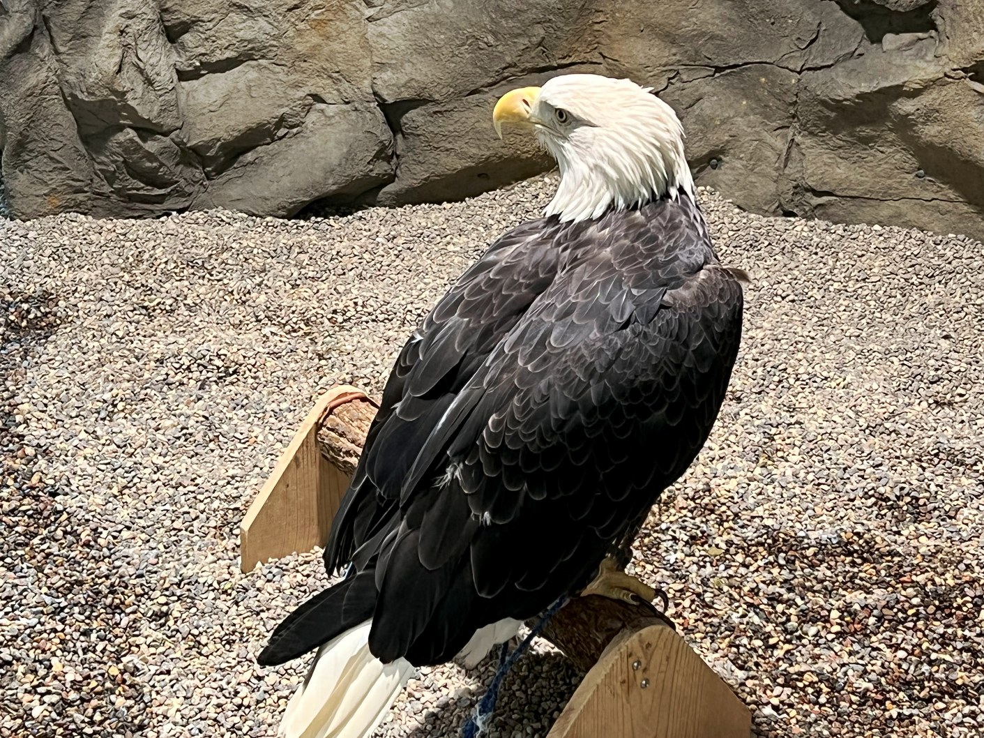 Eagle, owl centers worth a visit